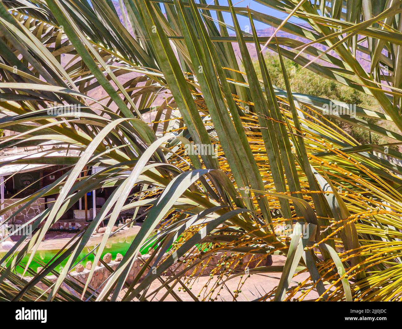 Cottage in a Bedouin Camp on the Sea in Ras Shitan in Oasis in Sinai ...