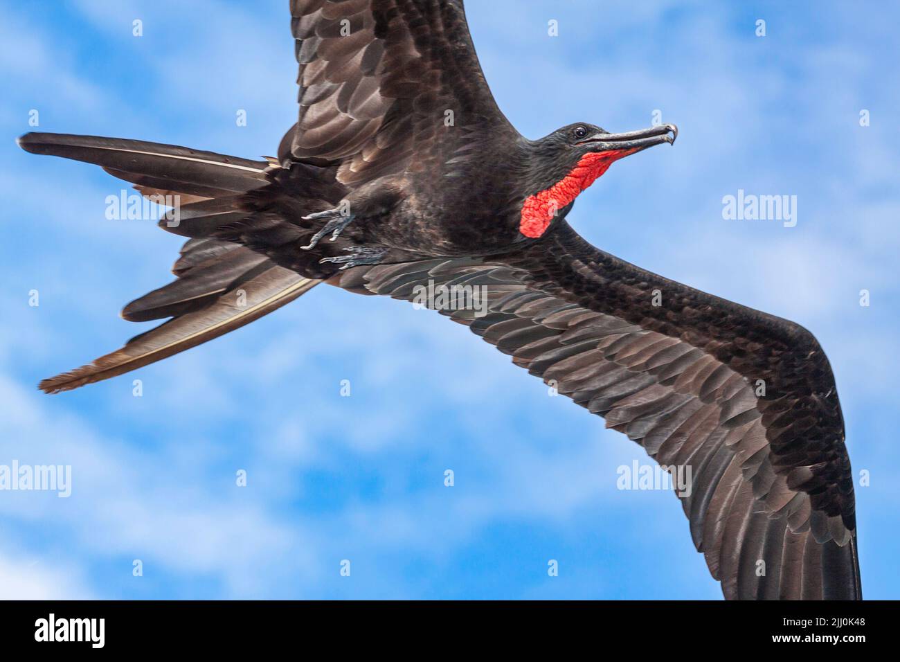 Magnificent Frigatebird Flying