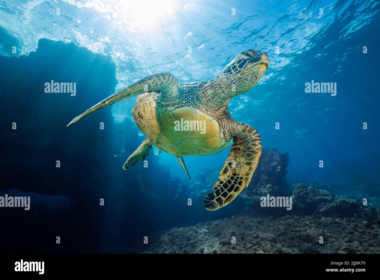 A green sea turtle, Chelonia mydas, an endangered species, glides past ...