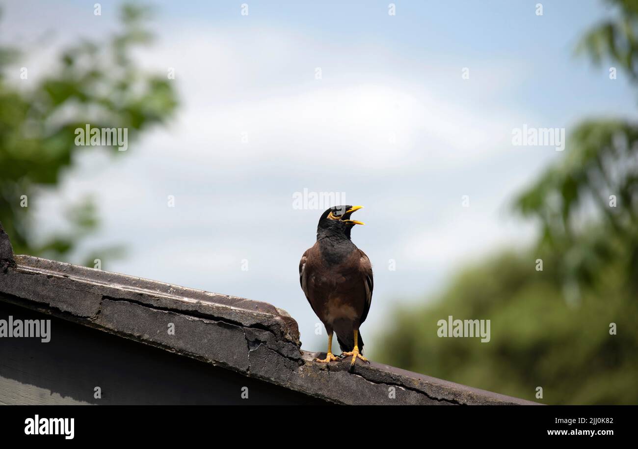 Close -up of an Australian Common Myna (Acridotheres tristis) in Sydney ...