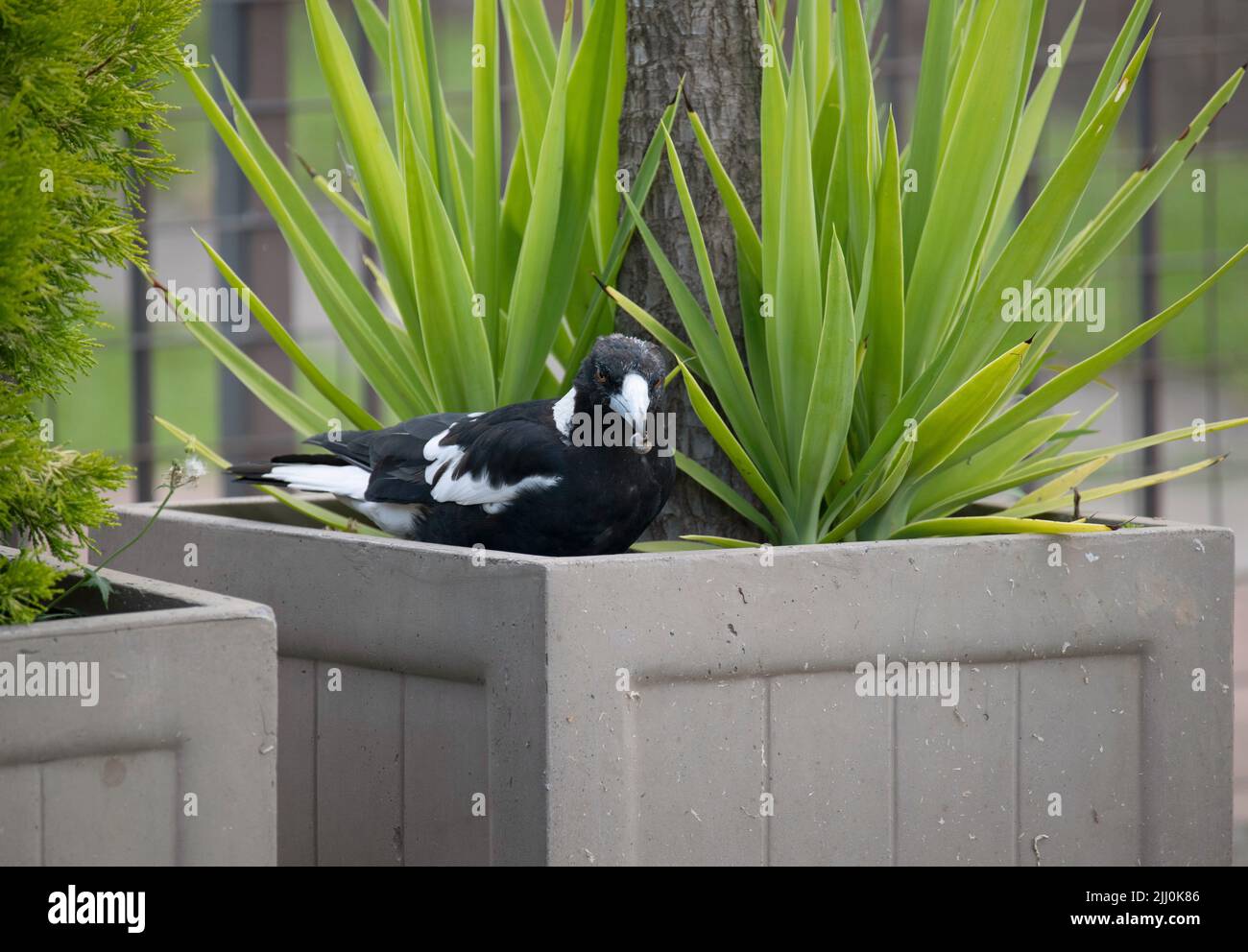 An Australian Magpie (Gymnorhina tibicen) finds an insect in Sydney ...