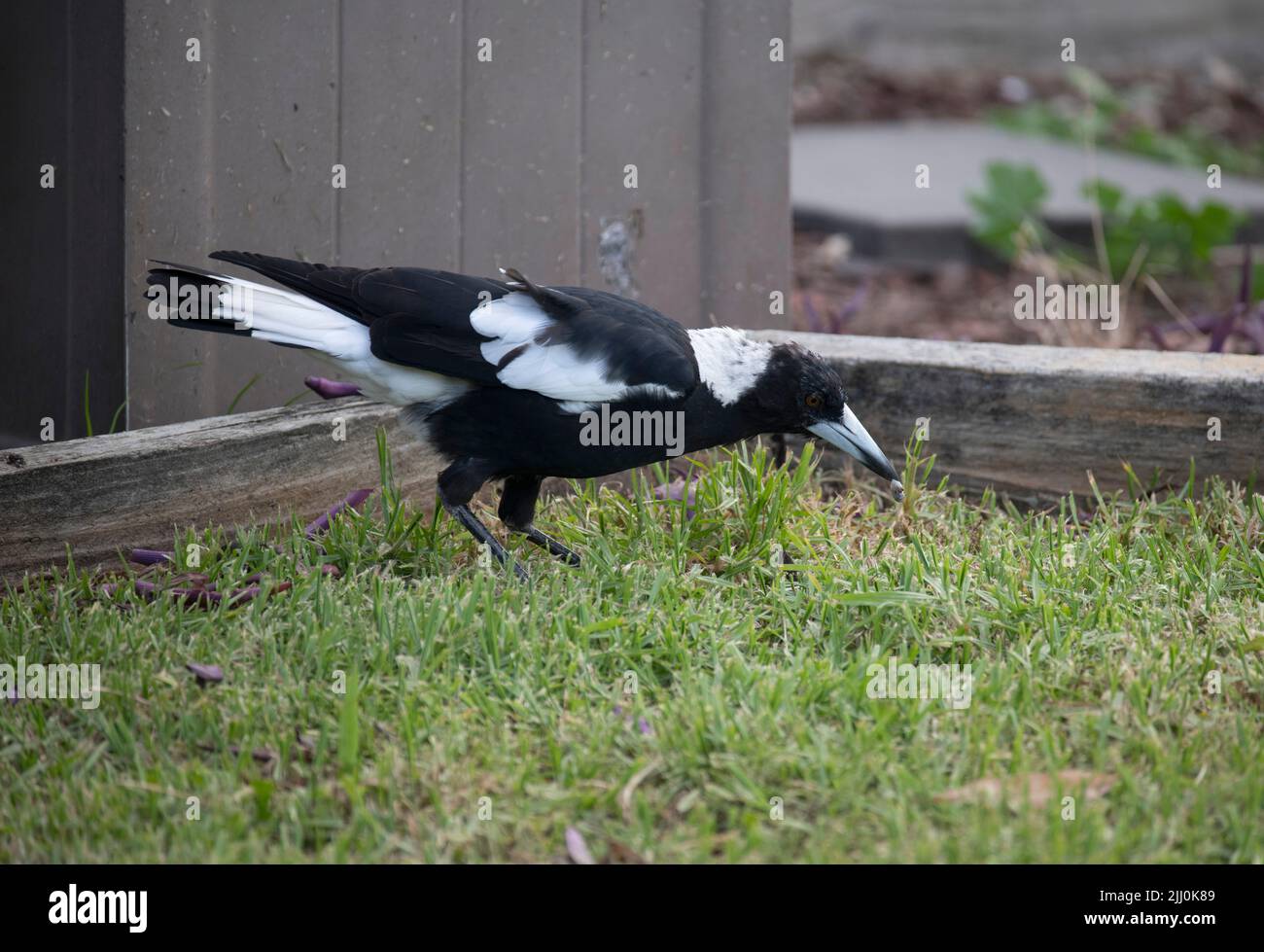 An Australian Magpie (Gymnorhina tibicen) finds an insect in Sydney ...