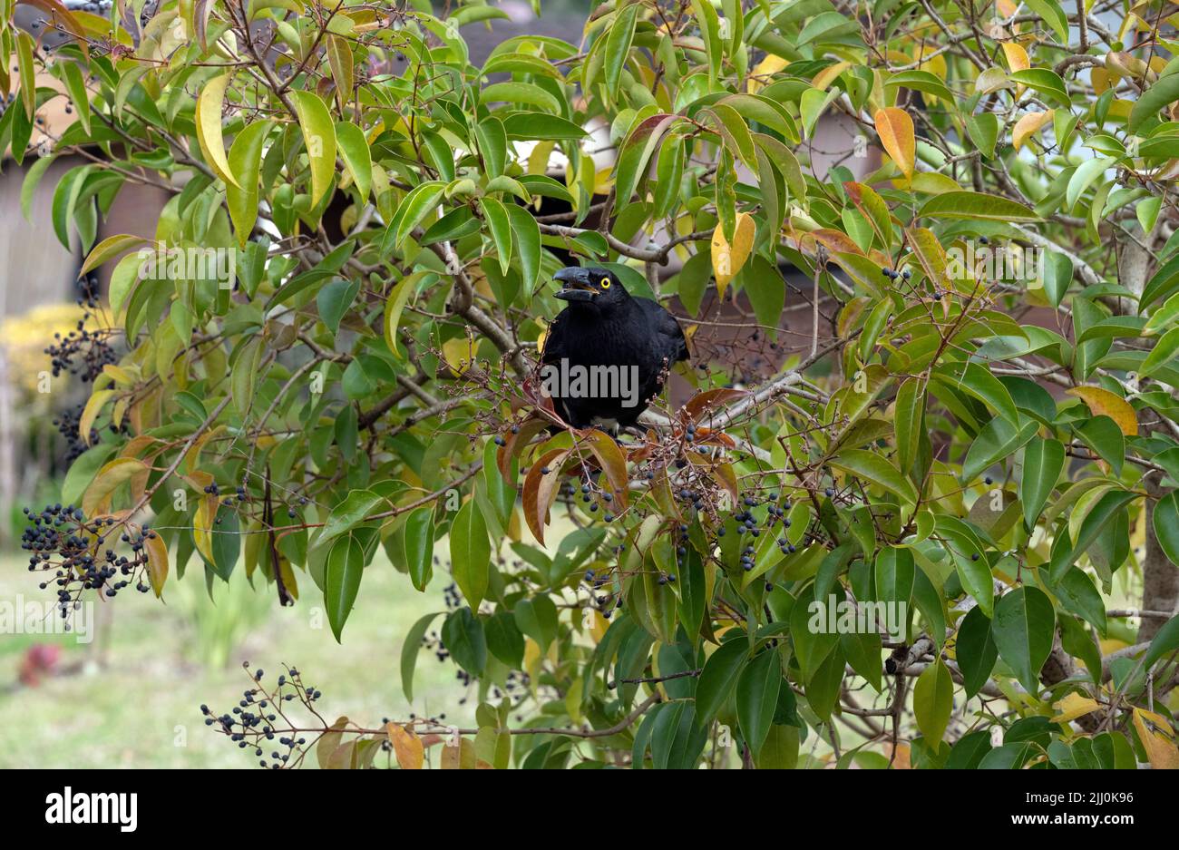 An Australian Pied Currawong (Strepera graculina) eating fruit on a ...