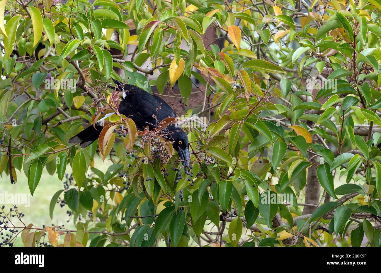 An Australian Pied Currawong (Strepera graculina) eating fruit on a ...