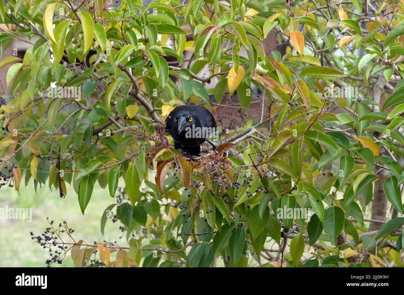 An Australian Pied Currawong (Strepera graculina) eating fruit on a ...