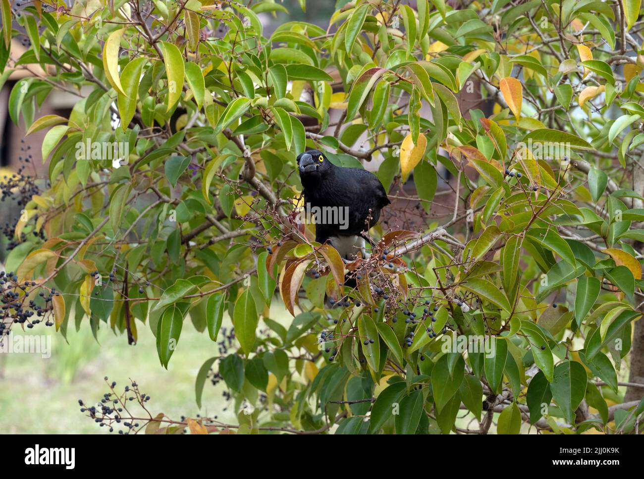 Australian bird eating fruit on tree hi-res stock photography and images - Alamy