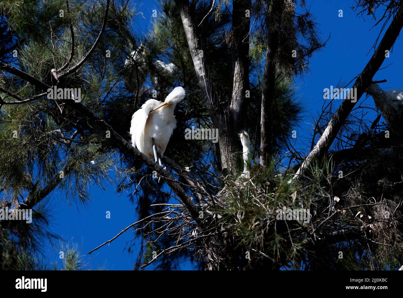 Two Egrets (Ardea alba) on a tree in Sydney, NSW, Australia (Photo by ...