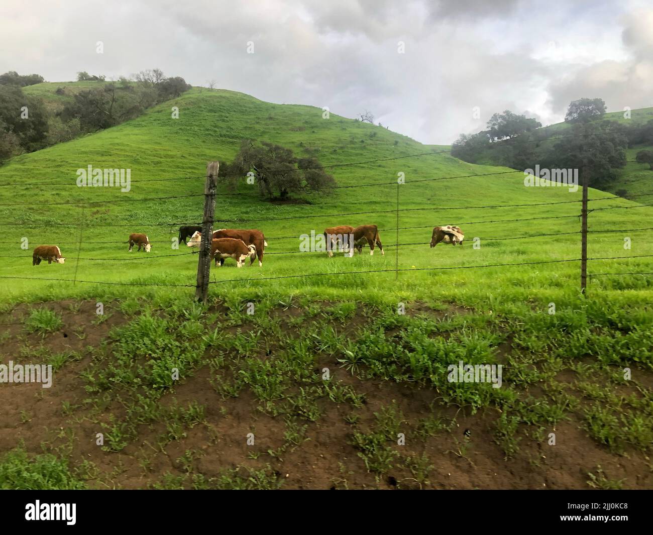 A green meadow on a hill and cows pasturing under a gloomy sky Stock ...