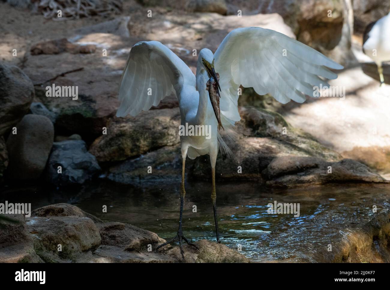 An Egret (Ardea alba) catches a fish in Sydney, NSW, Australia (Photo ...