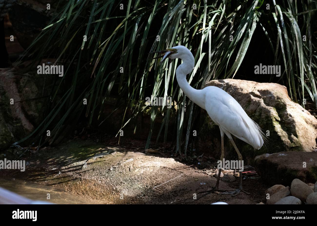 An Egret (Ardea alba) catches a fish in Sydney, NSW, Australia (Photo ...