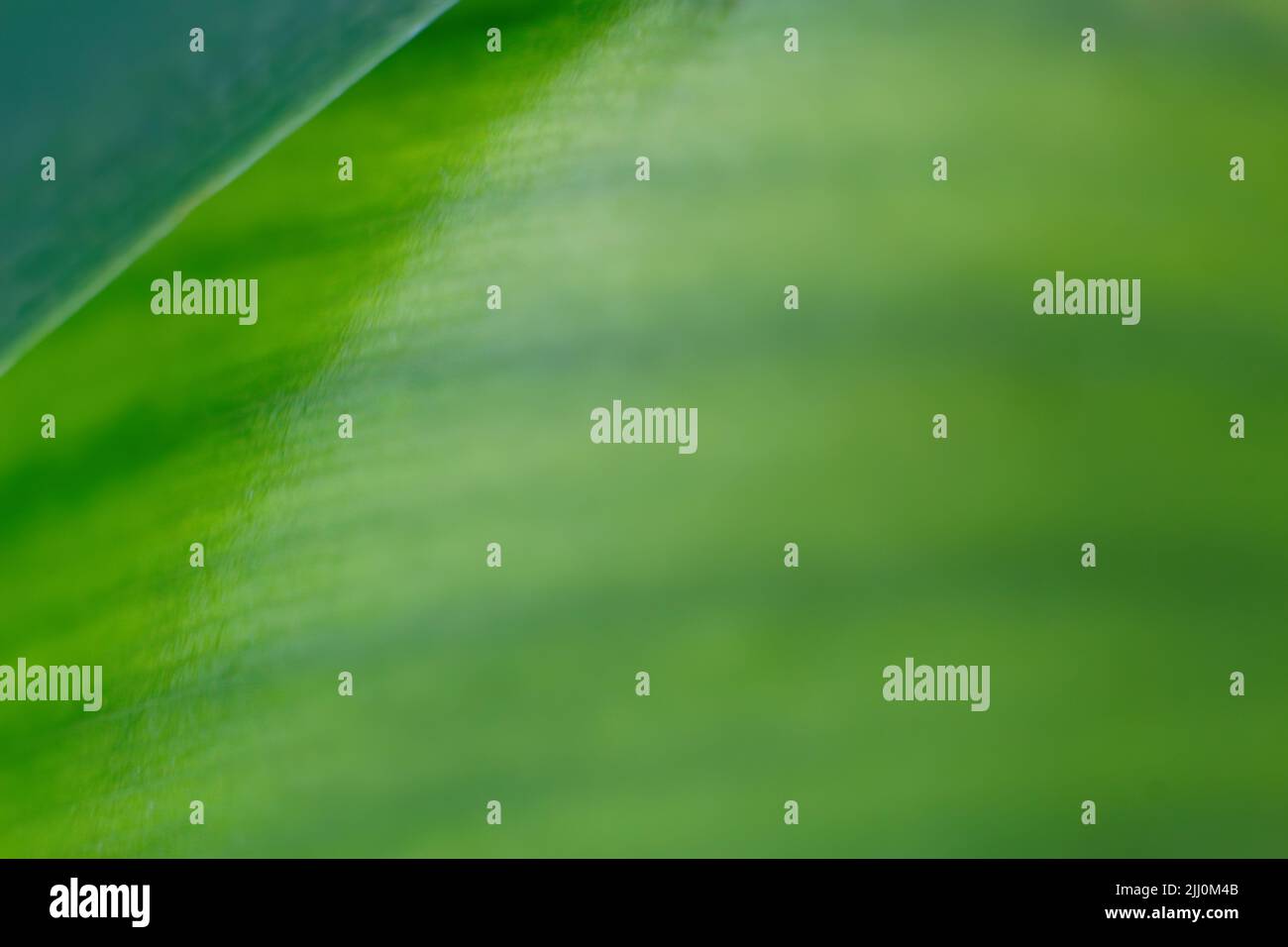 Defocus abstract green background. Nature of green leaf in garden at ...