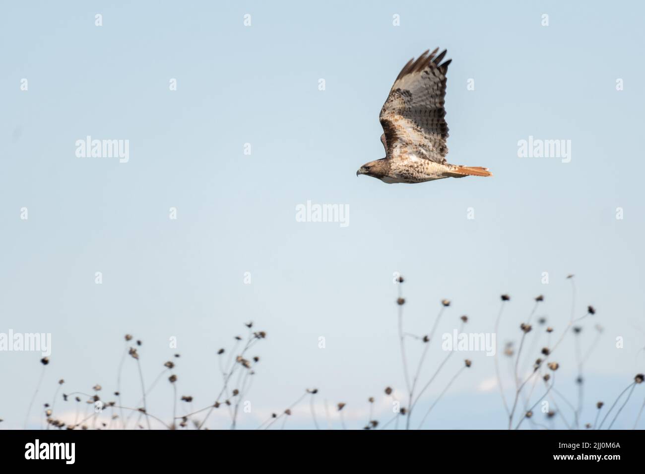 Red tailed hawk flying over reeds in wetlands Stock Photo - Alamy