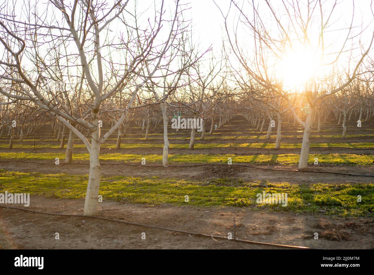 grove of leafless almond tree orchard Stock Photo - Alamy