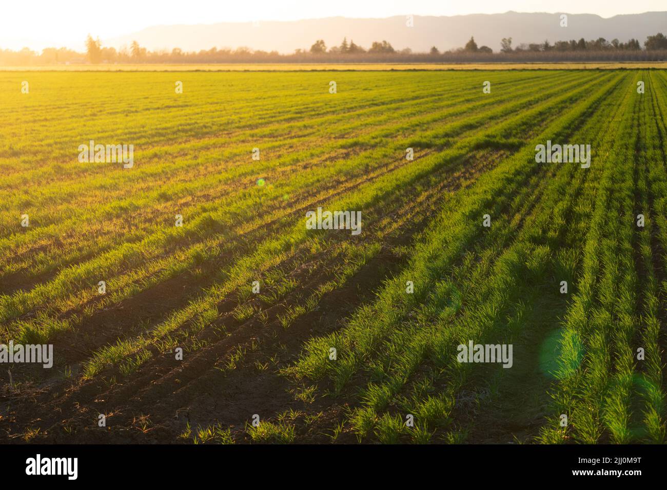sunrising over a freshly sprouting crop of winter wheat Stock Photo - Alamy