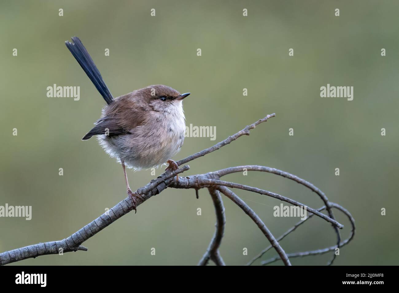 Superb fairy wren Stock Photo - Alamy