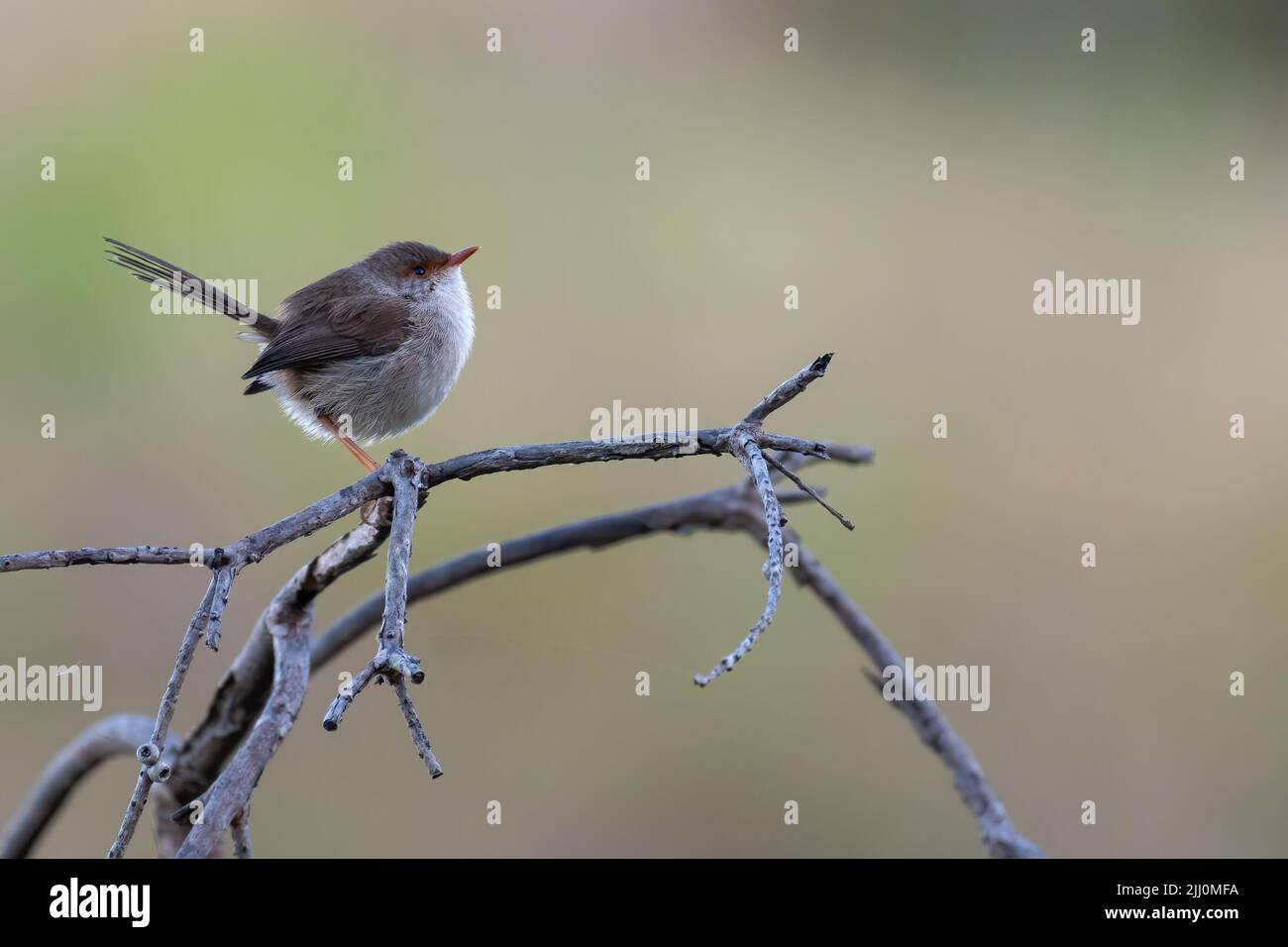 Superb fairy wren Stock Photo - Alamy