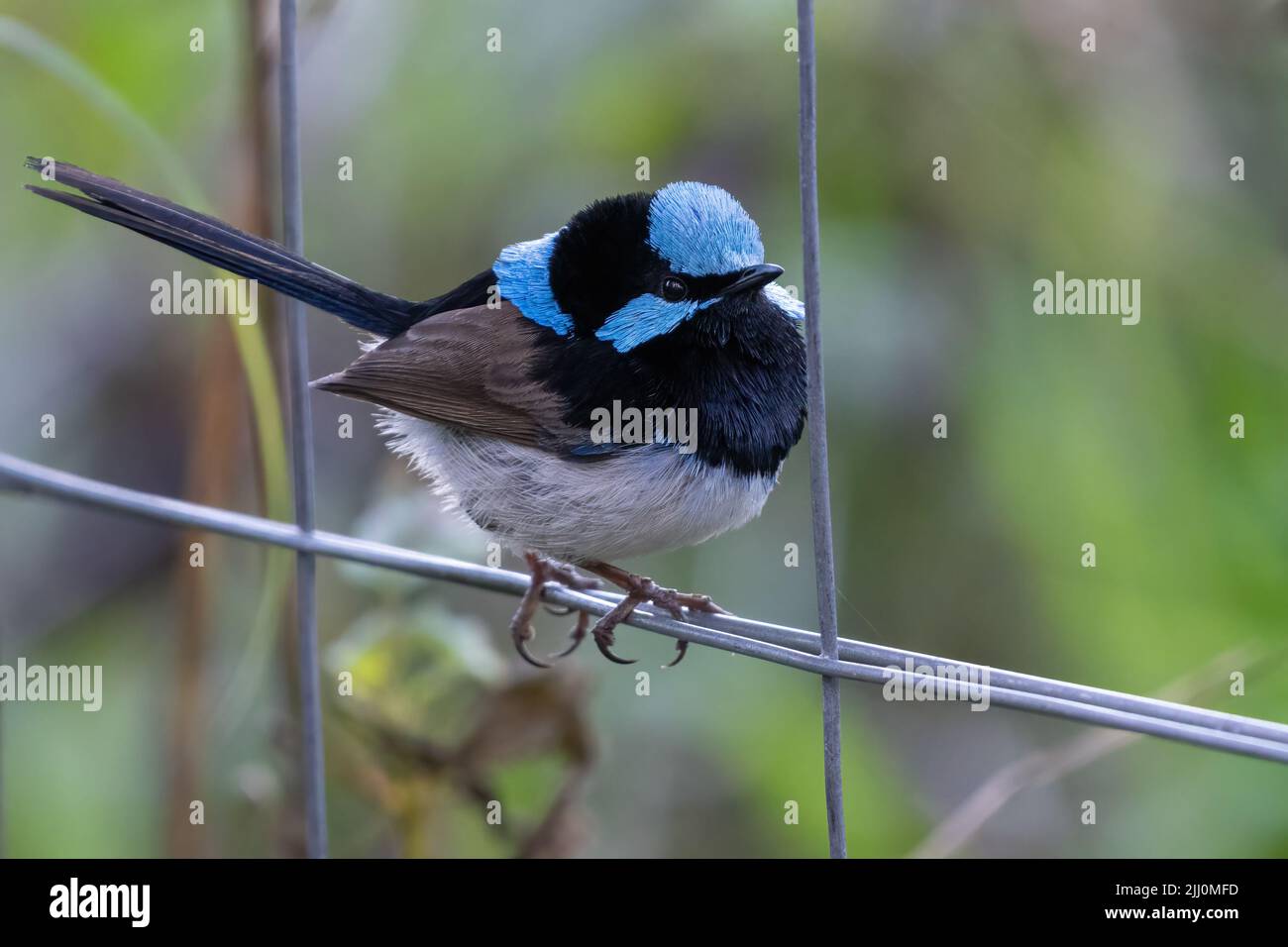Blue wren hi-res stock photography and images - Alamy