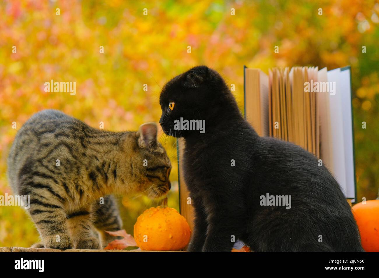 Black cat with books hi-res stock photography and images - Alamy