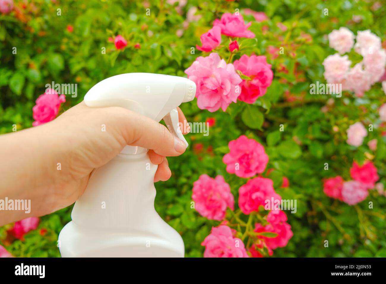 Sanitizing roses hi-res stock photography and images - Alamy