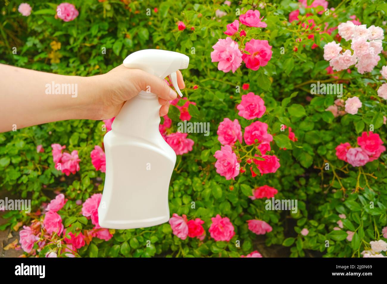 Rose diseases hi-res stock photography and images - Alamy