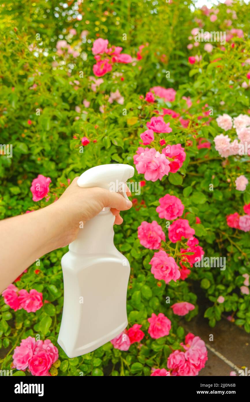 roses Treatment from pests, aphids and fungi. bottle with disinfectant ...