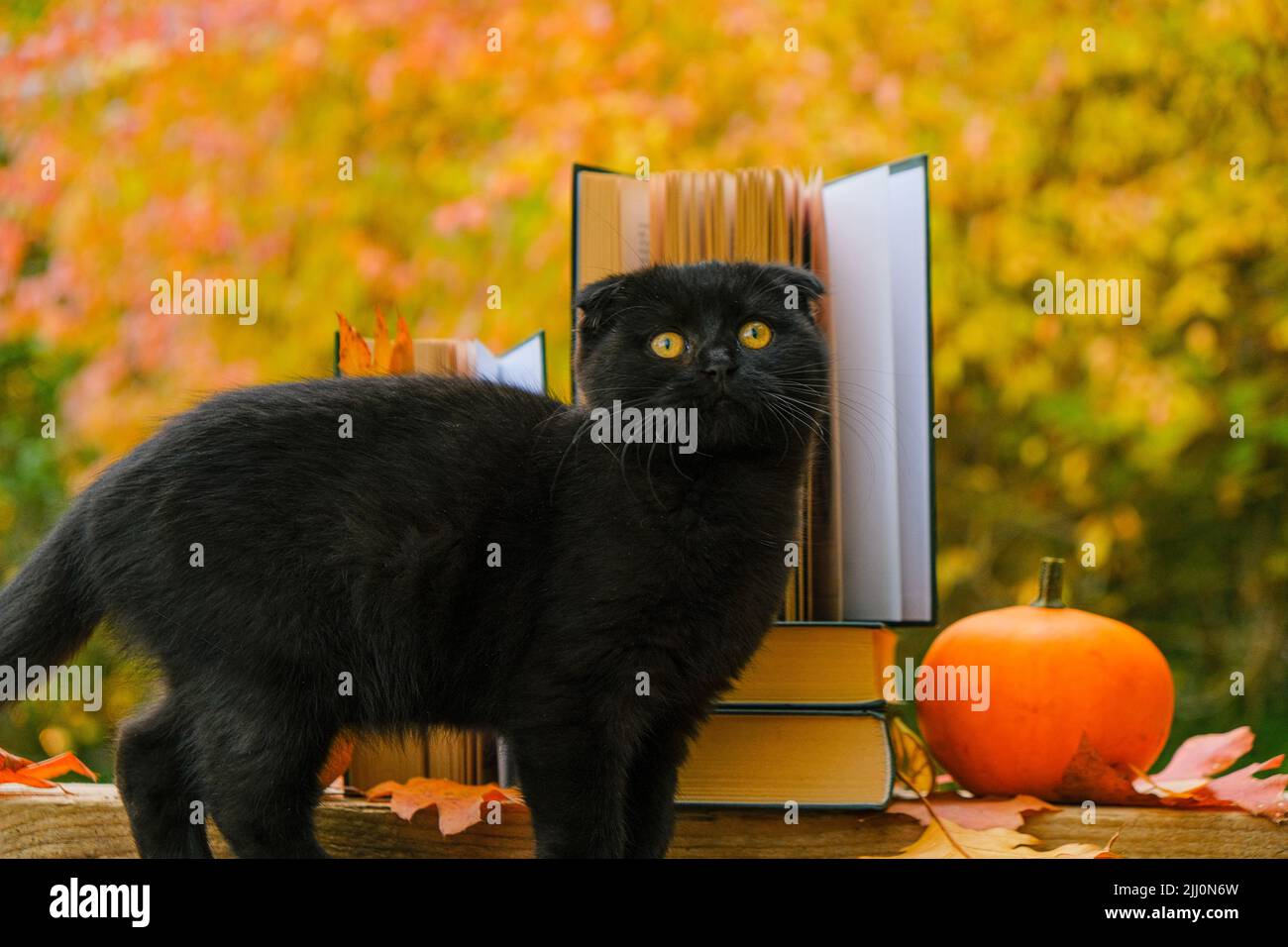 Black cat with books hi-res stock photography and images - Alamy