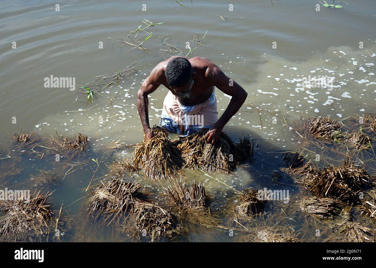 Cultivo de arroz de bangladesh hi-res stock photography and images - Alamy