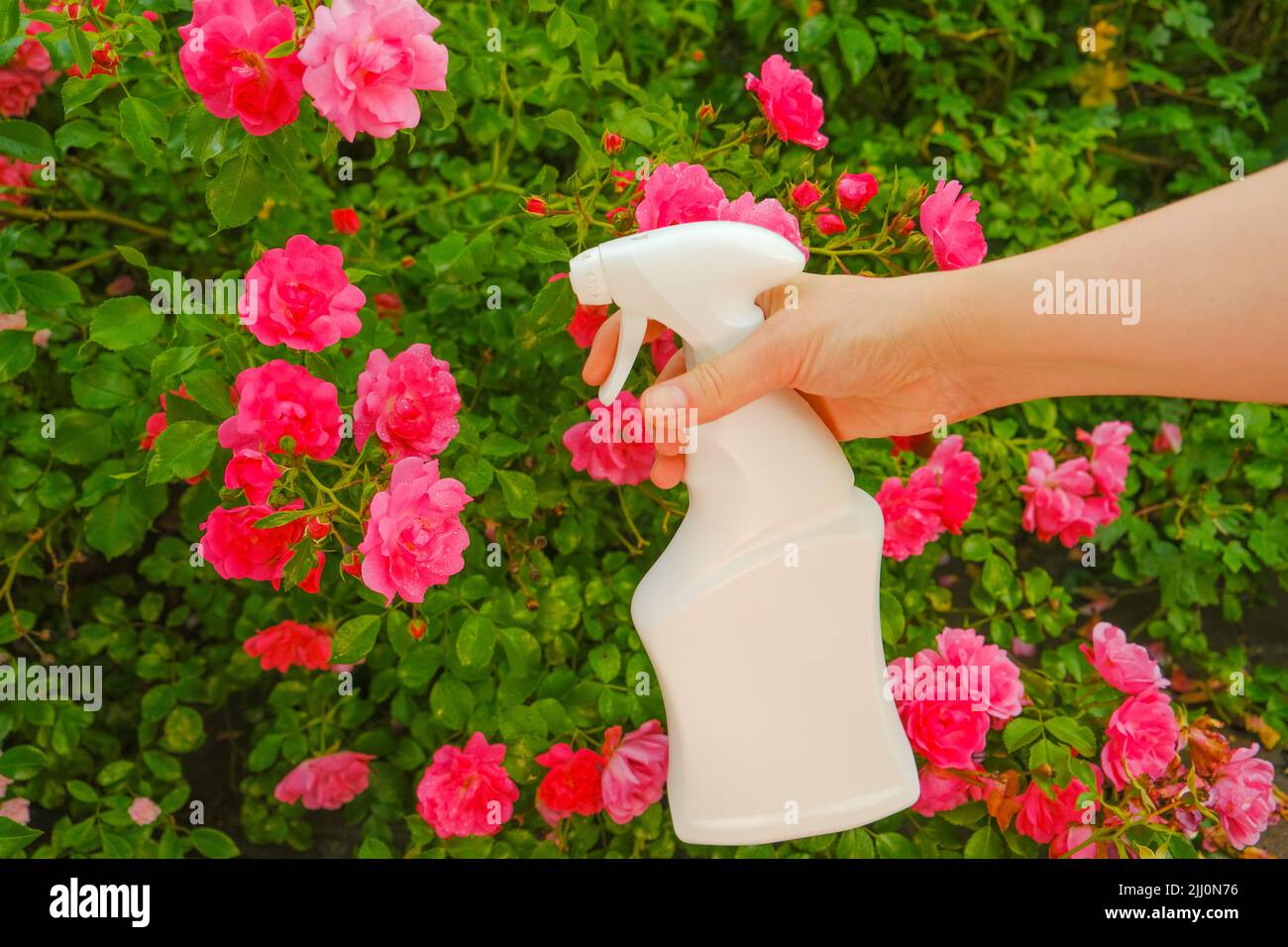 bottle with disinfectant for roses in a hand on a rose flower bed ...
