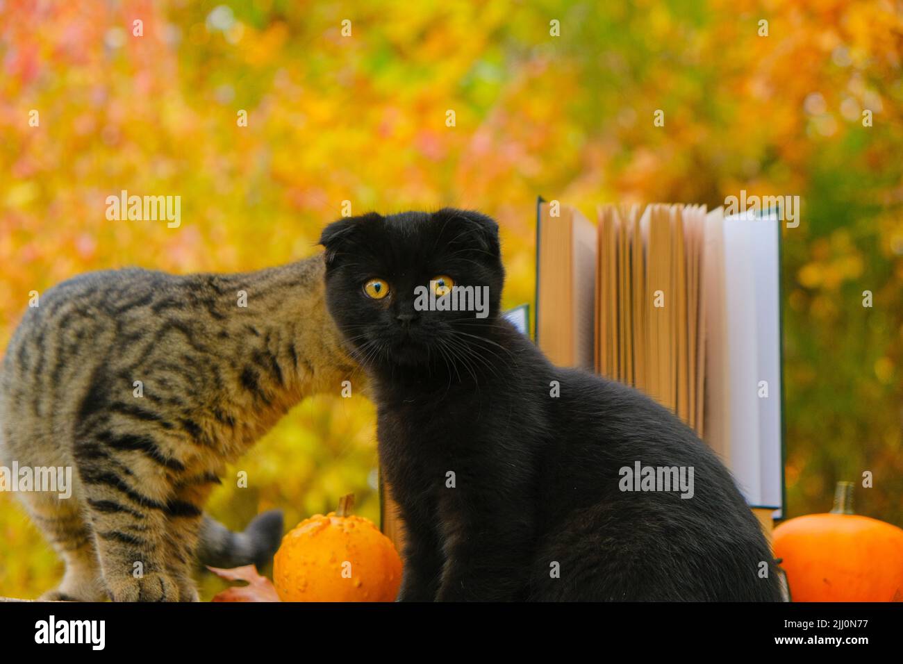 Black cat with books hi-res stock photography and images - Alamy