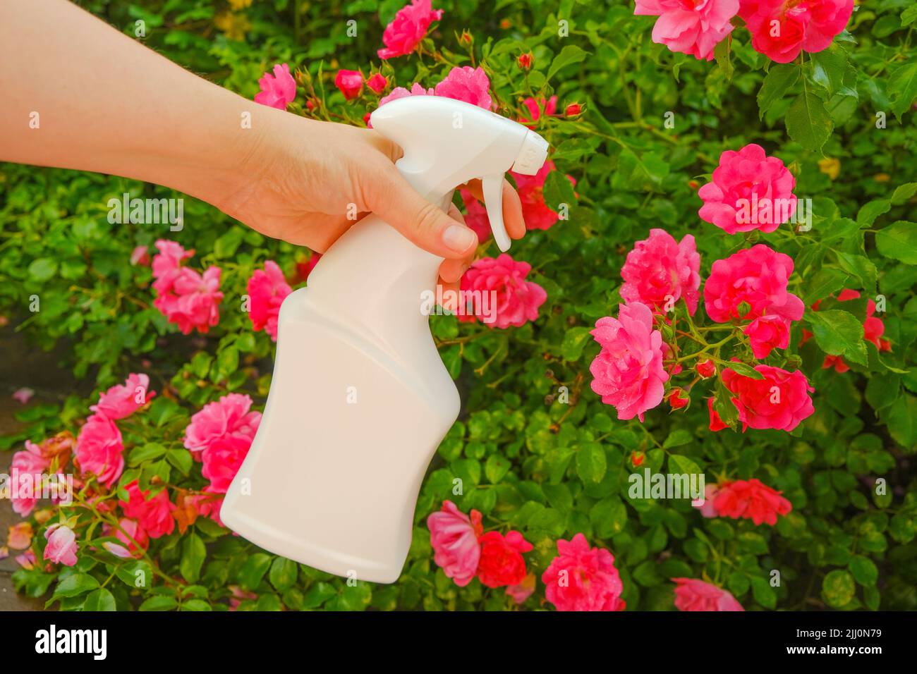 bottle with disinfectant for roses in a hand on a rose flower bed ...