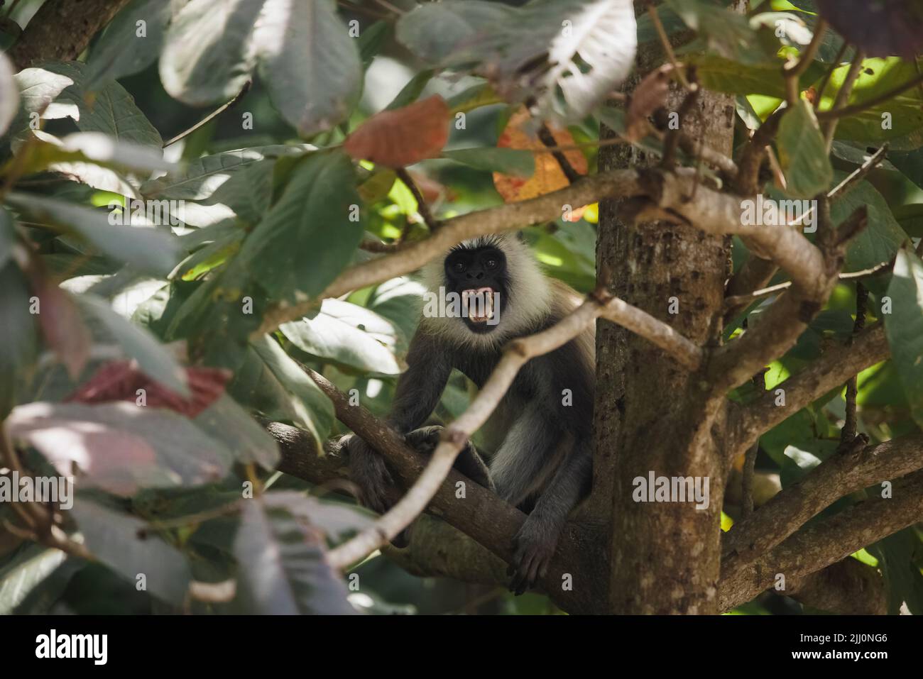 Angry macaque hi-res stock photography and images - Alamy