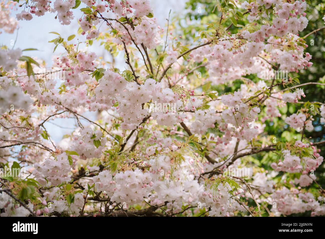 A cheerry blossom or sakura in spring Stock Photo - Alamy