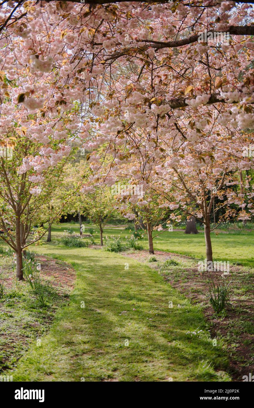 A cheerry blossom or sakura in spring Stock Photo - Alamy