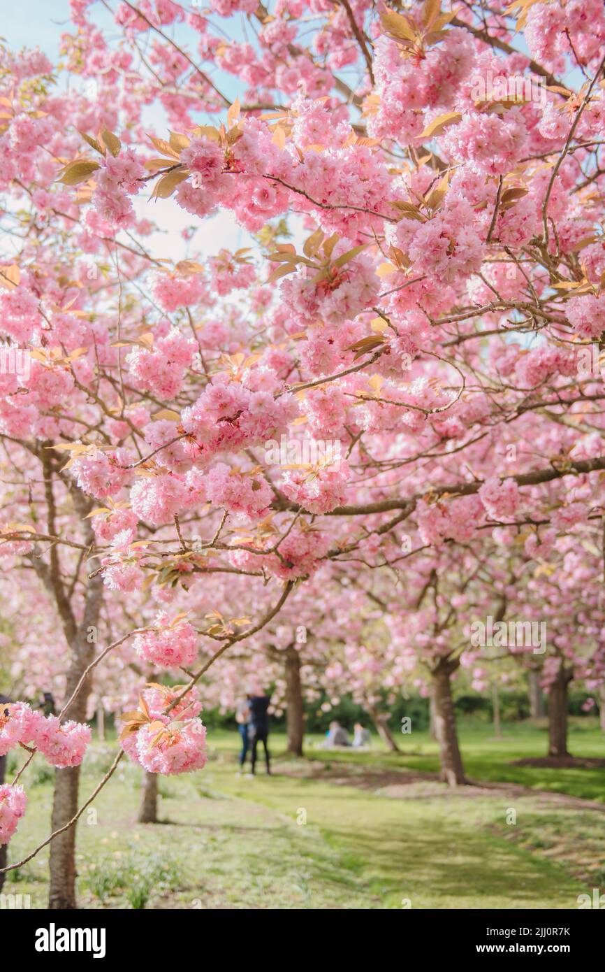 A garden of cherry blossoms or sakuras in spring Stock Photo - Alamy