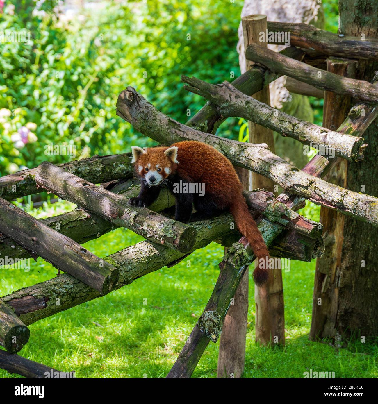 An adorable red panda on a log bridge in a forest Stock Photo - Alamy