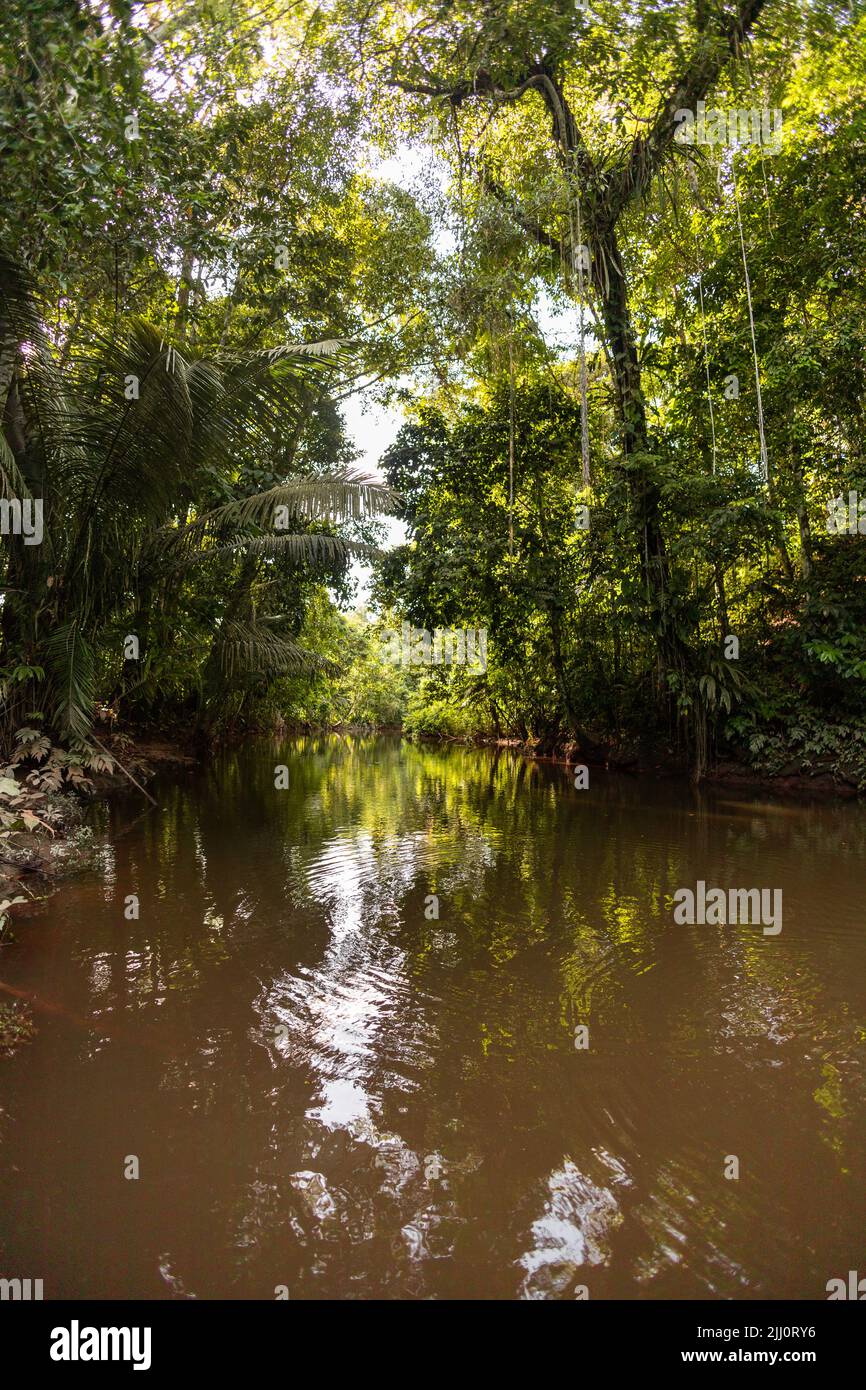 tropical jungle on the edge of a river, scenic landscape of nature in ...