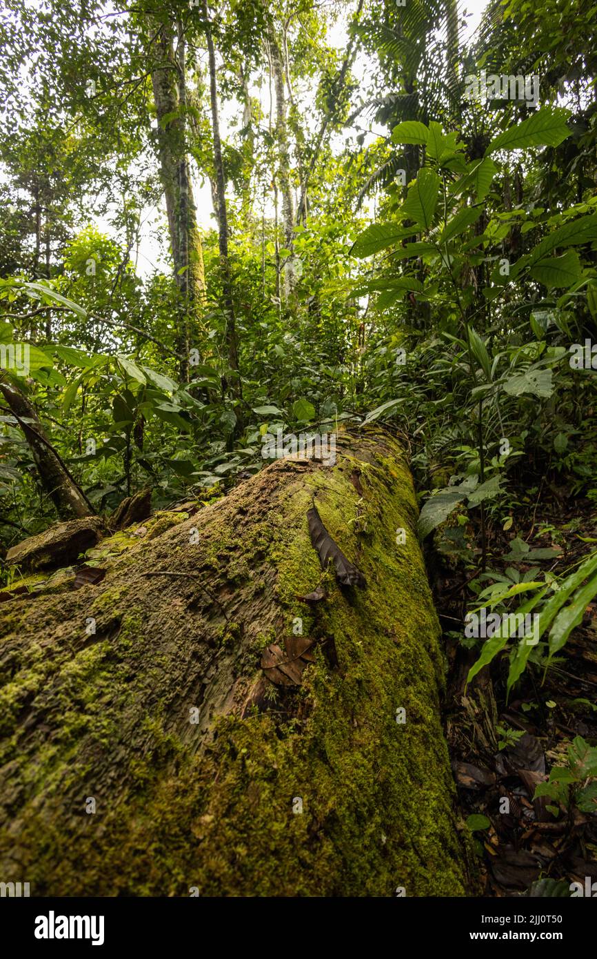 flora in a natural state, environment surrounded by trees, leaves ...