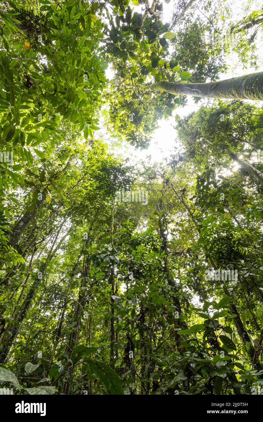 environment surrounded by trees, leaves, trunk, branches and moss on a ...