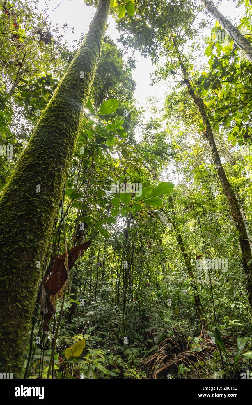Day in a jungle hi-res stock photography and images - Alamy