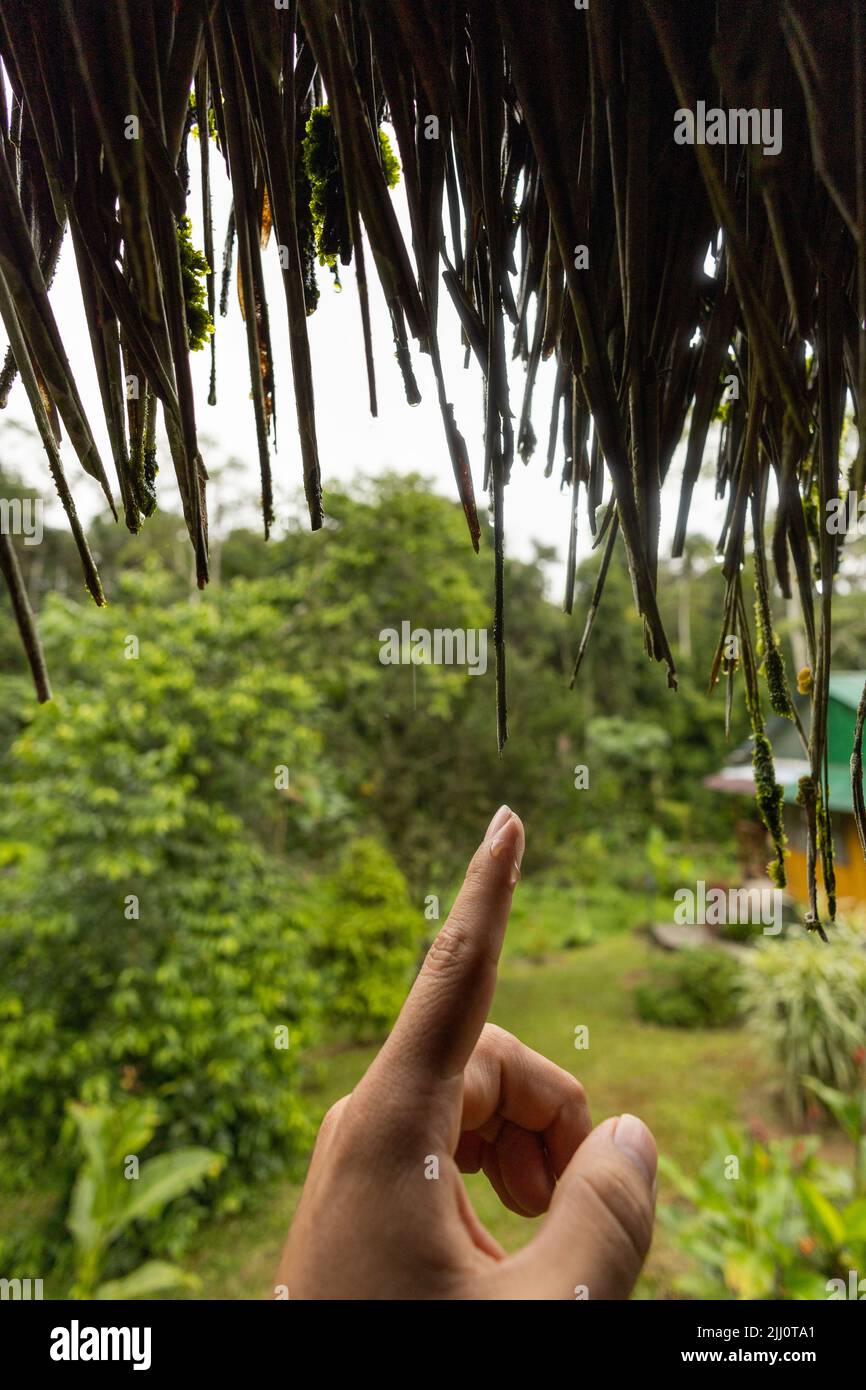 pointing with the index finger to a lush tropical forest, nature in the ...