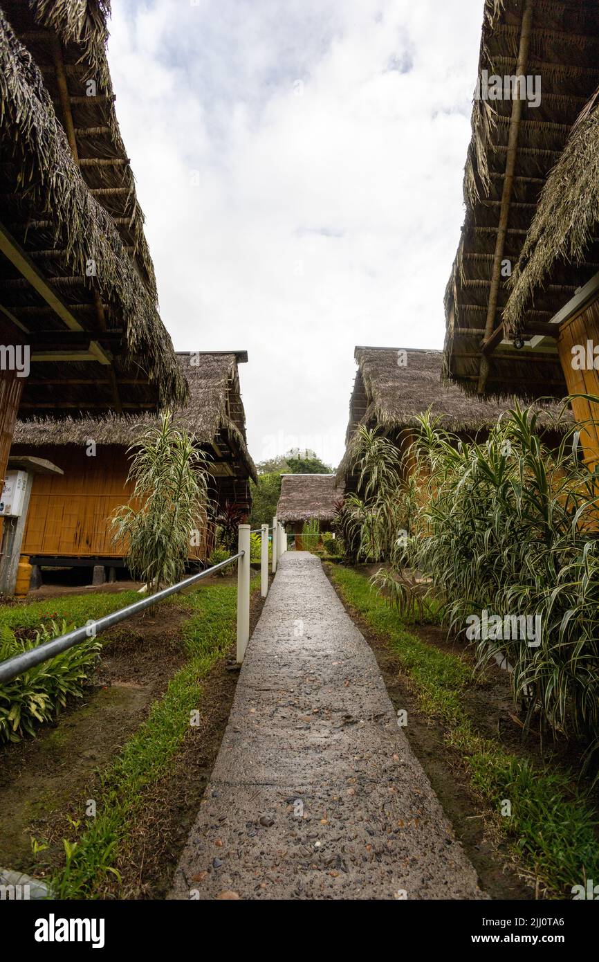 path surrounded by plants at the entrance of thatched roof cabins ...