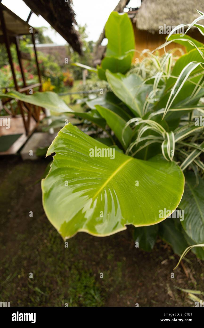 details of the natural leaves of the plant, garden decoration, organic ...