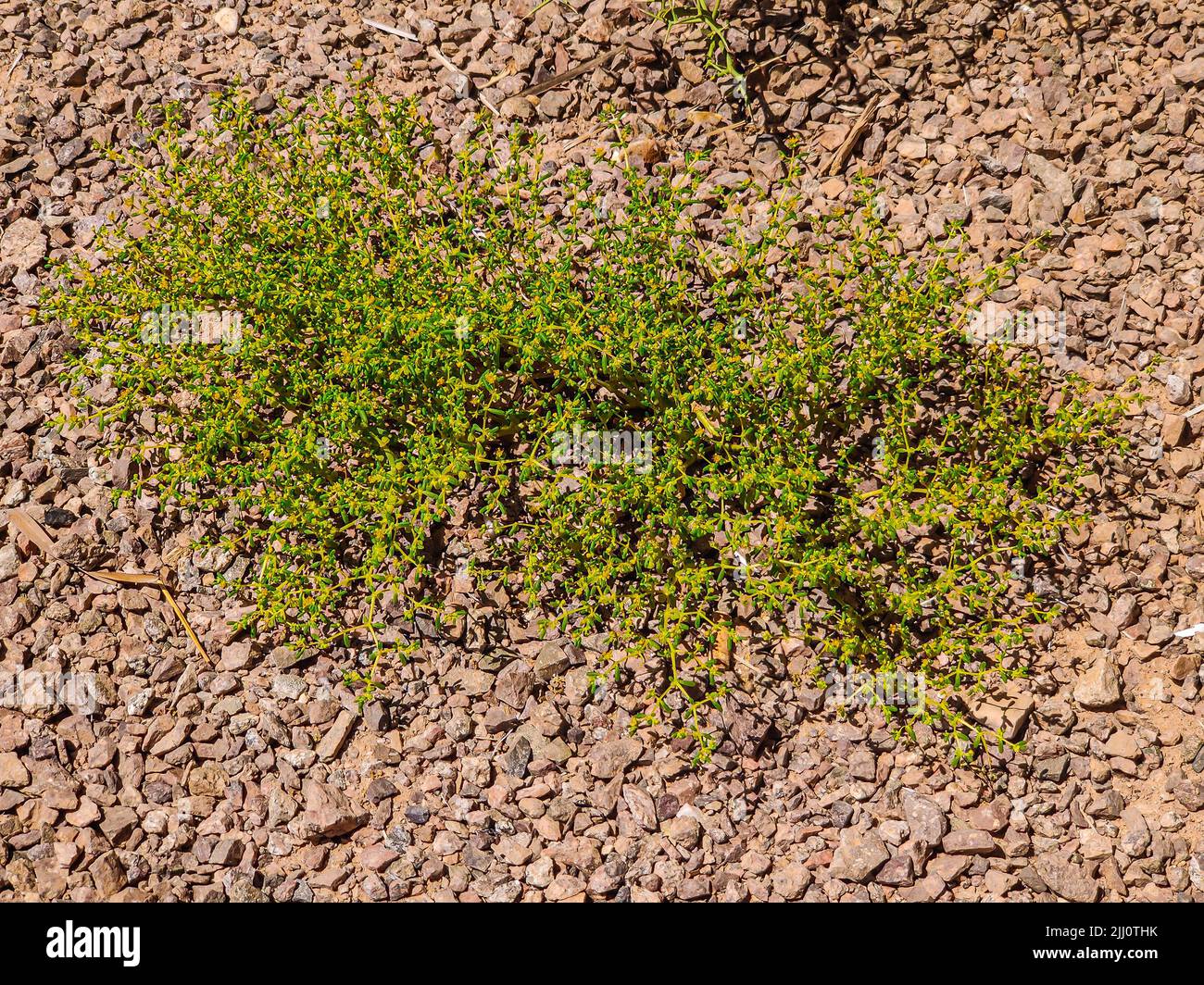 Cottage in a Bedouin Camp on the Sea in Ras Shitan in Oasis in Sinai ...