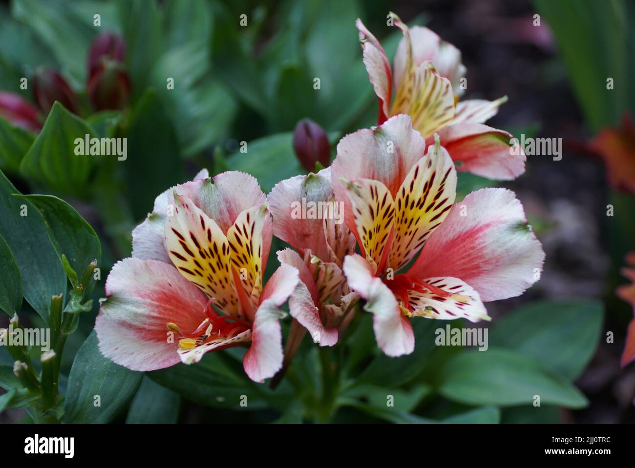 Beautiful pink and red color of Peruvian lily 'Koncahusky' flowers at ...