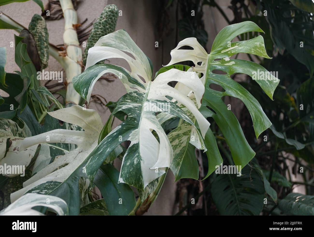 Beautiful variegated leaves of Monstera Deliciosa Albo, a popular ...