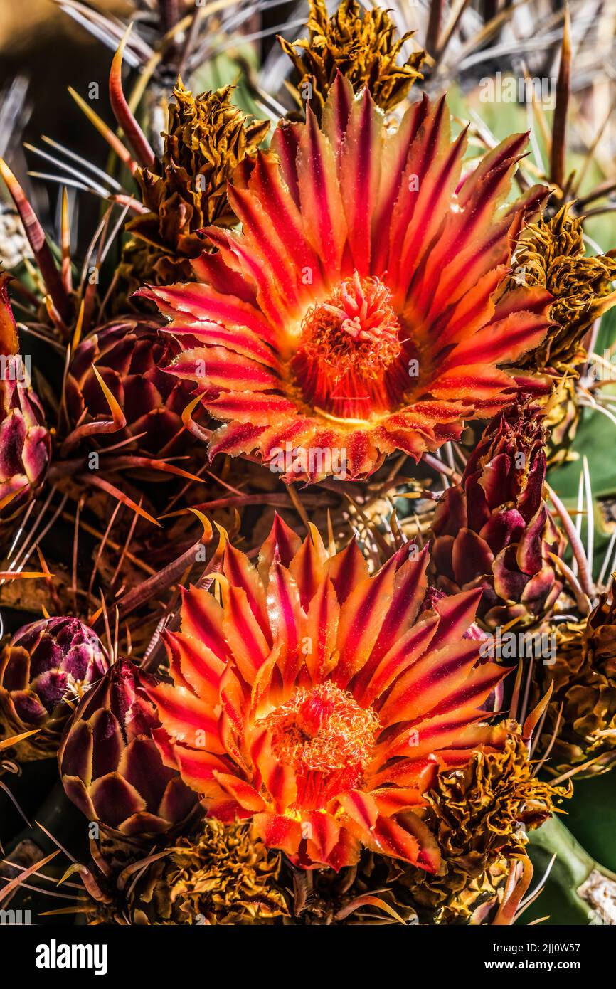 Red Yellow Blossoms Fishhook Barrel Cactus Blooming Macro ferocactus ...