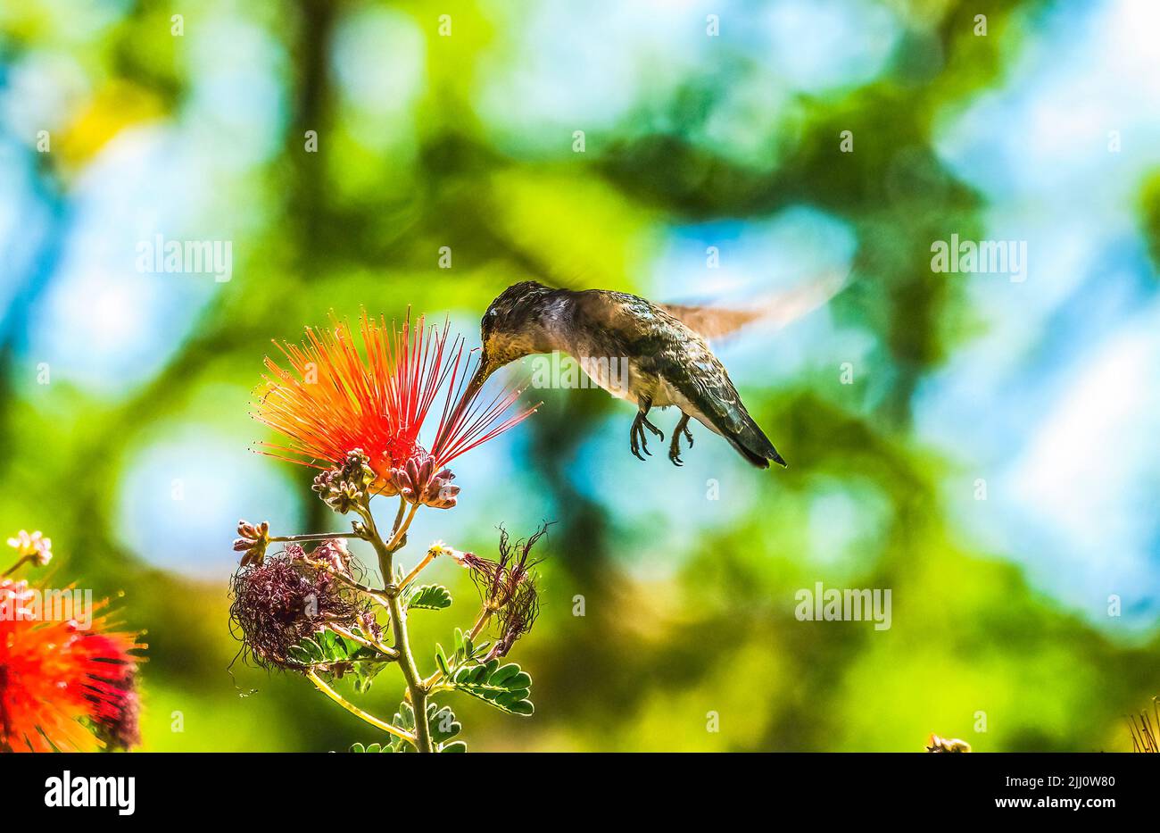 Anna's Hummingbird Female Bird Calypte Anna Feeding Flying Red Flowers ...