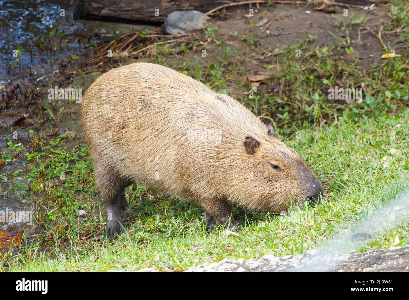 capybara feeding outdoors in Rio de Janeiro Stock Photo - Alamy