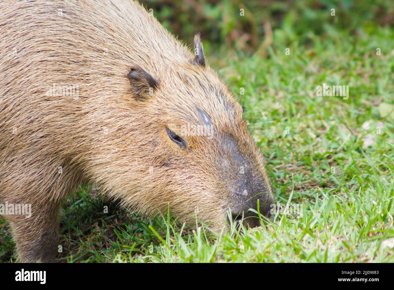 Portrait de capybara hi-res stock photography and images - Alamy