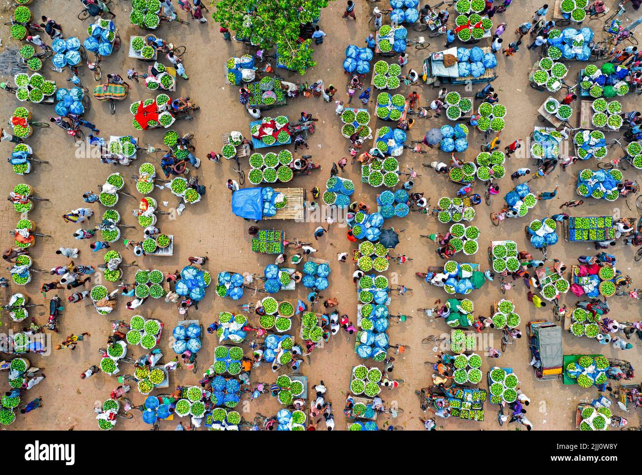 Busy wholesale mango market in rural Bangladesh, mangoes stacked on bi ...